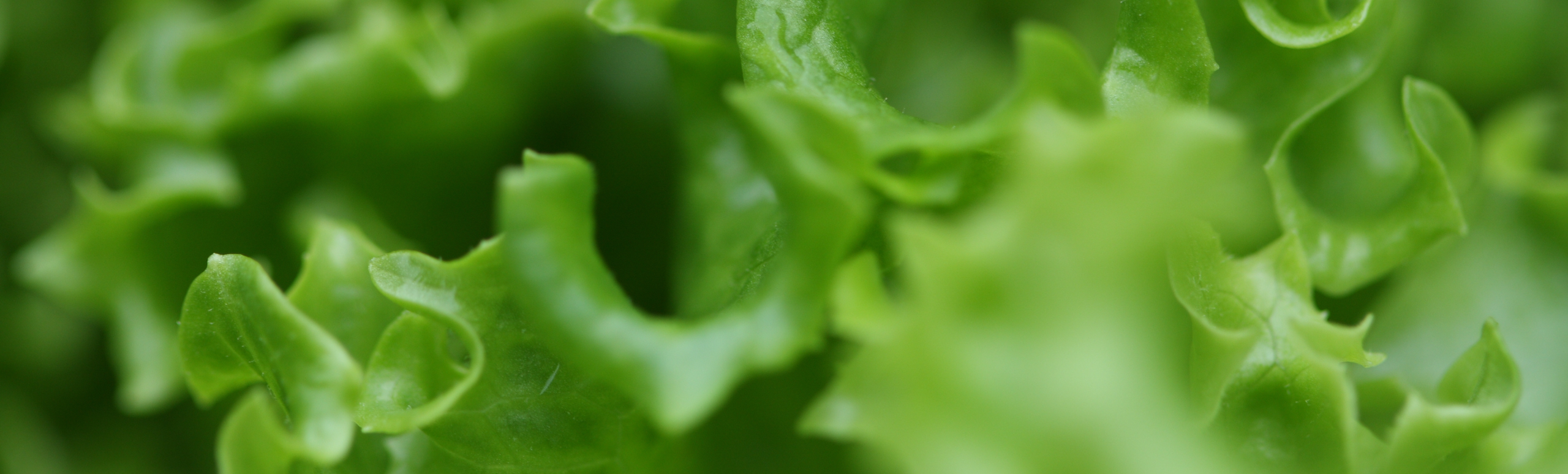 Our Catalogue – Metro Pacific Fresh Farms